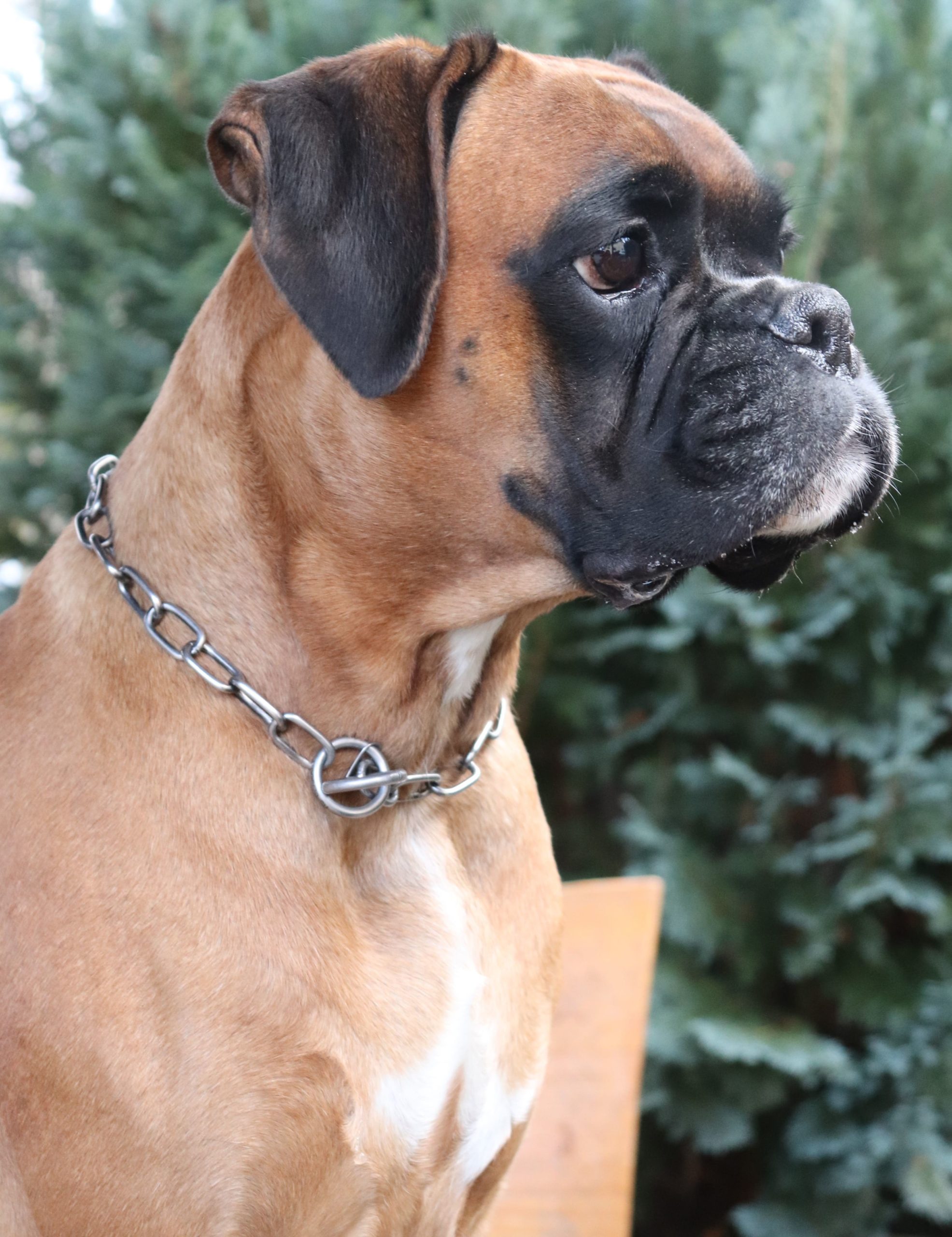 Bella vom Rochlitzer Berg – Boxer von der Wunderburg